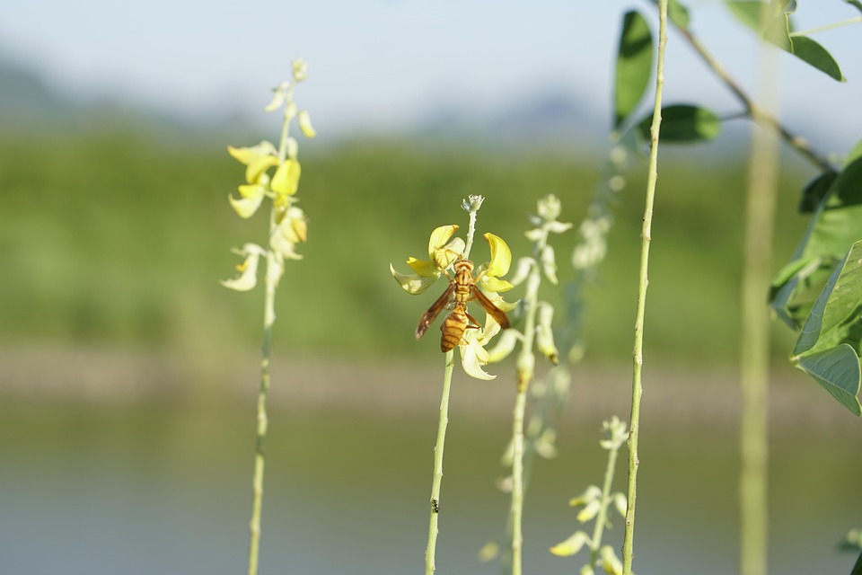 Animal Abeja Naturaleza - Foto gratis en Pixabay - Pixabay