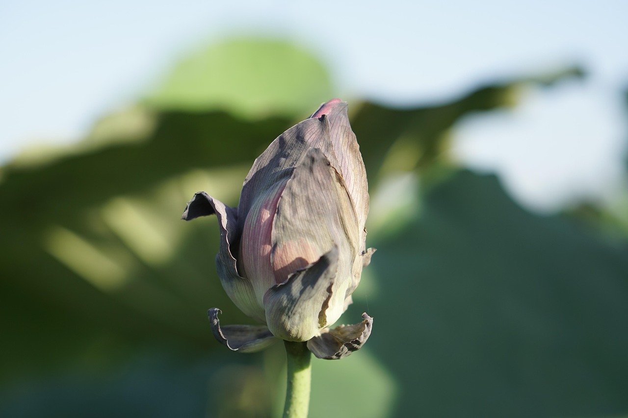 Lotus Fleur De Minable - Photo gratuite sur Pixabay - Pixabay