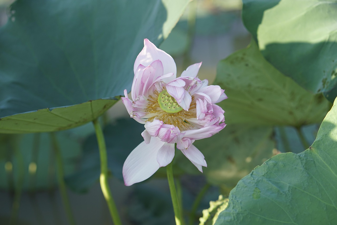 Fleur De Lotus Feuille - Photo gratuite sur Pixabay - Pixabay