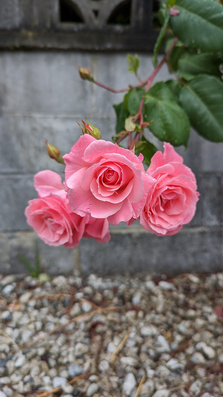 Des Roses Bloom Rose - Photo gratuite sur Pixabay - Pixabay