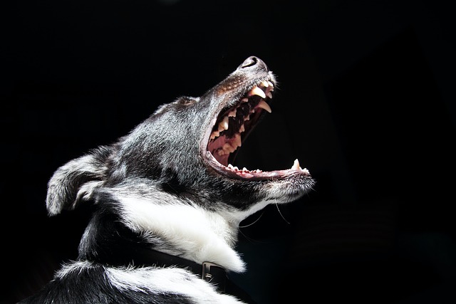 Very Angry Dog