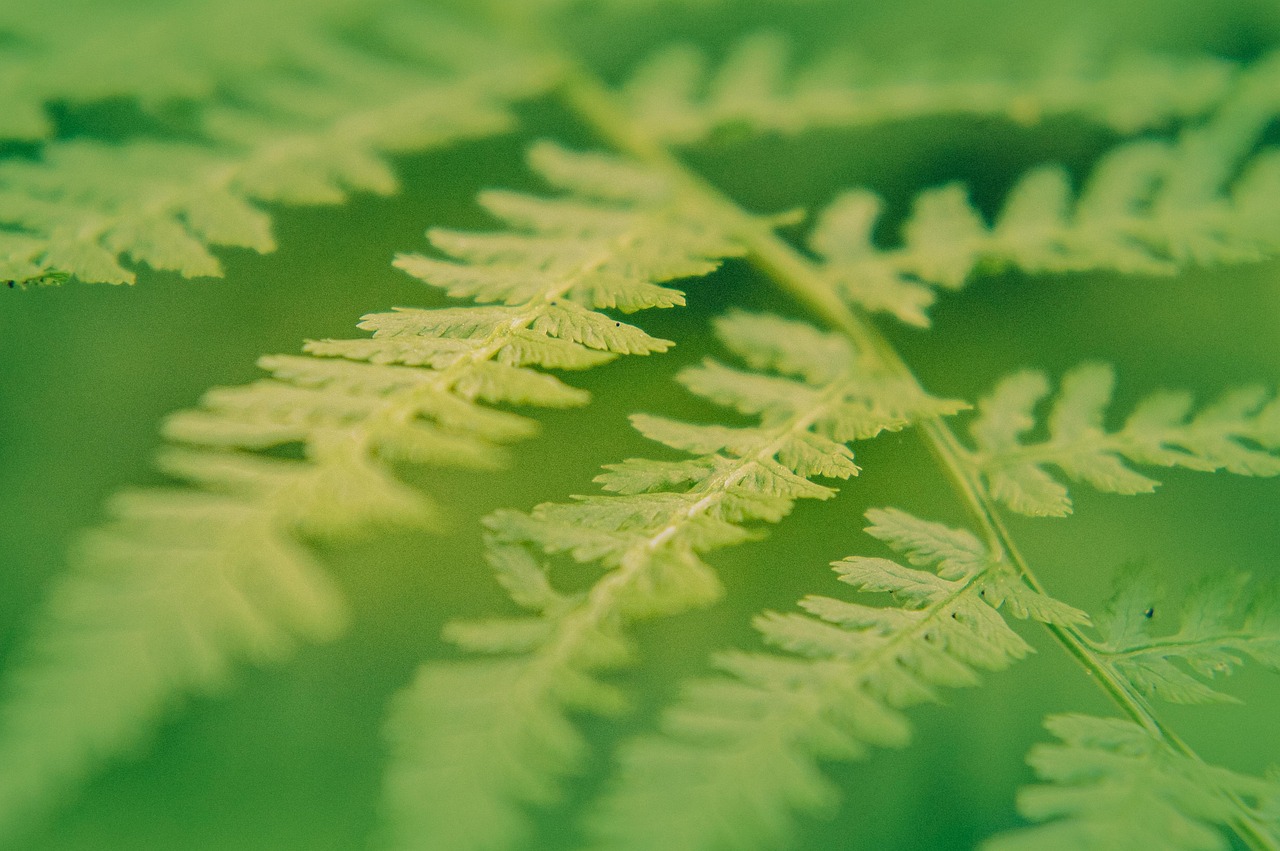 Fern Macro The Picturesque - Free photo on Pixabay - Pixabay