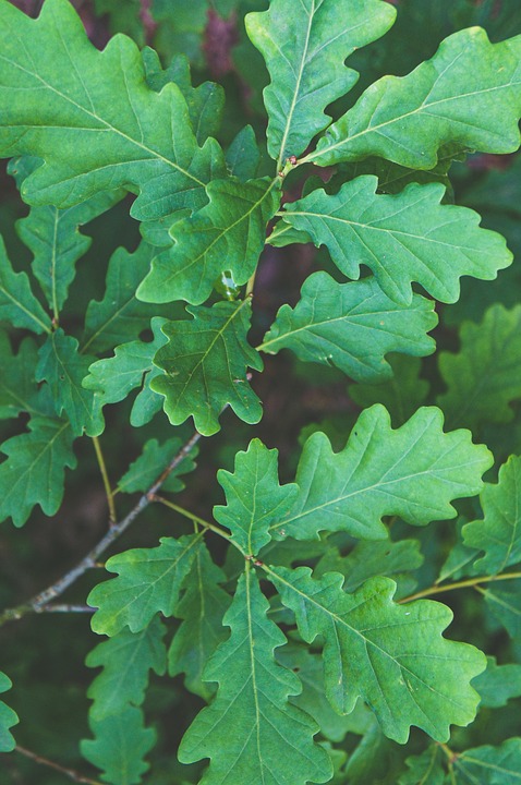 Ek Daun Oak - Foto gratis di Pixabay - Pixabay