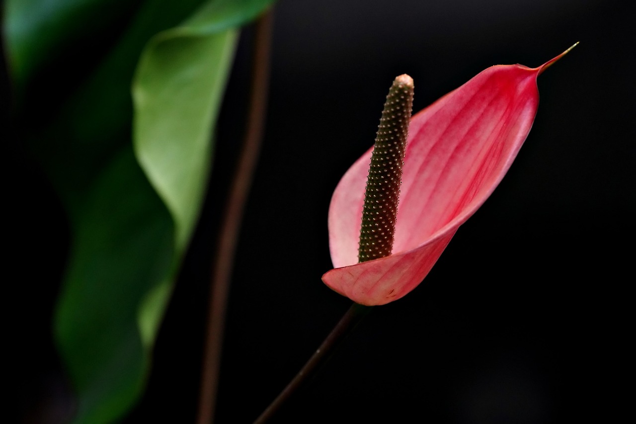 Anthurium Laceleaf Flower Red - Free photo on Pixabay