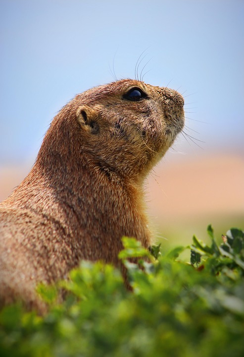 Prairie Dog Ground Squirrel Animal - Free photo on Pixabay - Pixabay