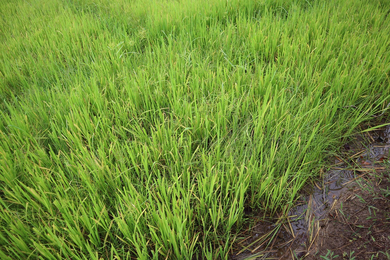Paddy Field Images Goyama - Free photo on Pixabay - Pixabay