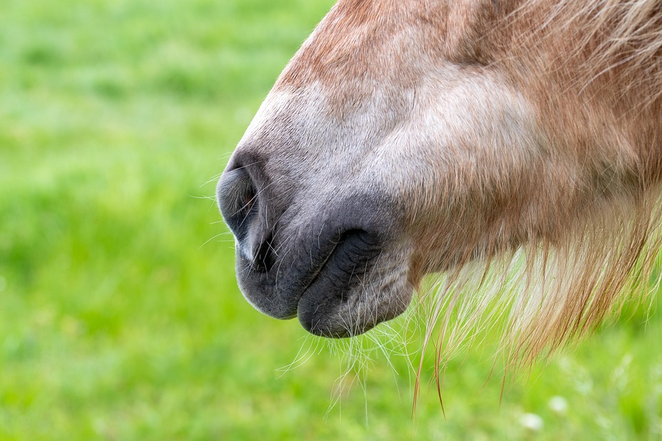 Cheval Photo De Détail - Photo gratuite sur Pixabay - Pixabay