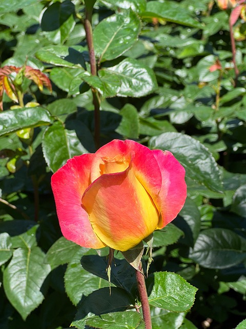 Rose Blüte Knospe - Kostenloses Foto auf Pixabay - Pixabay