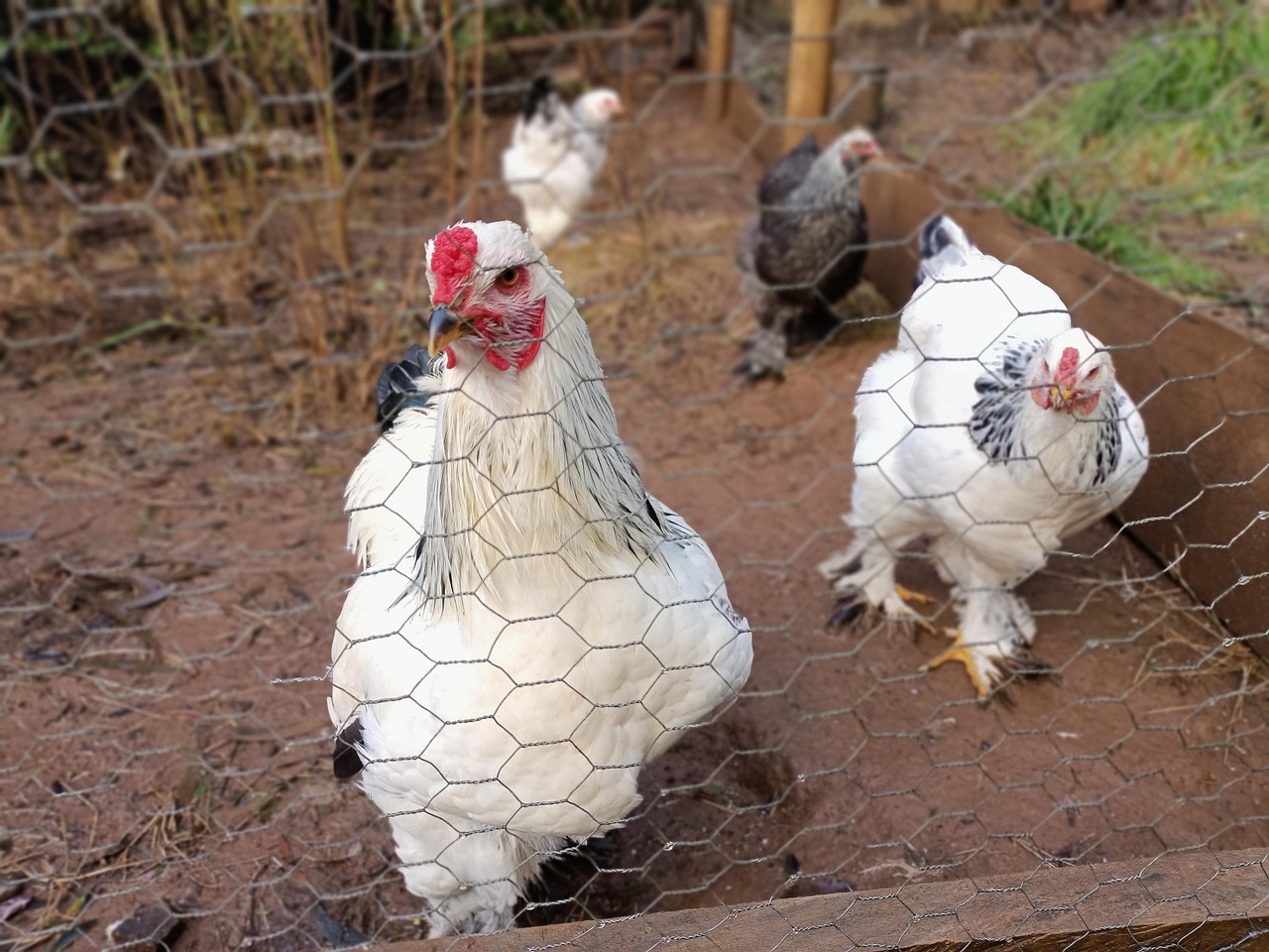 Poule Libre Blanche - Photo gratuite sur Pixabay - Pixabay