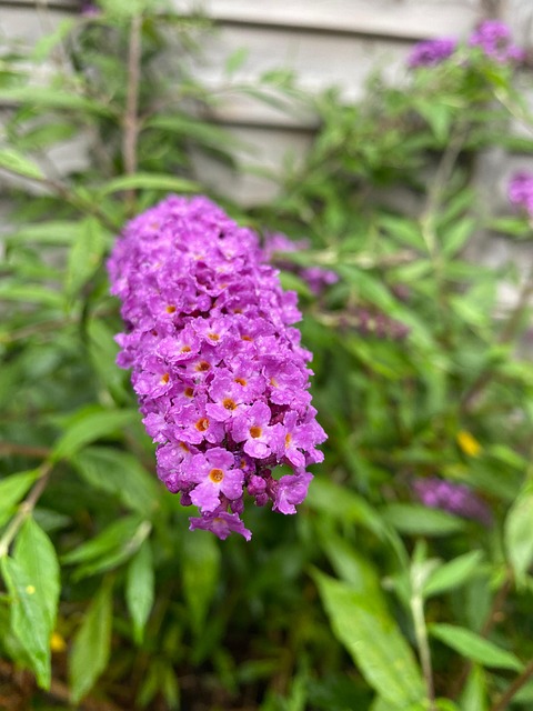 Butterfly Bush Flower Nature - Free photo on Pixabay - Pixabay