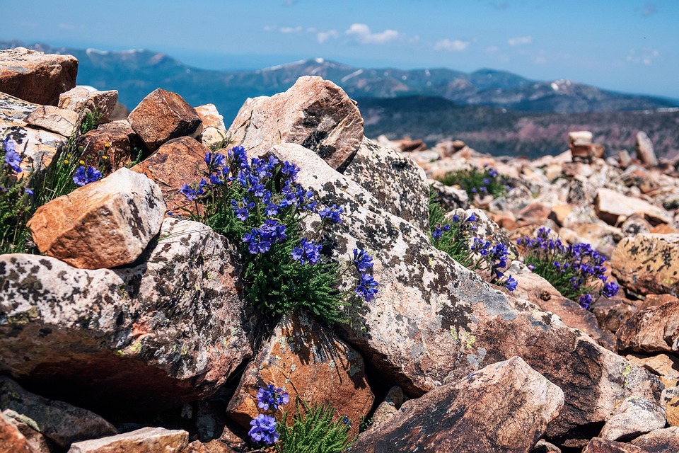 Wildblumen Felsen Flechte - Kostenloses Foto auf Pixabay - Pixabay