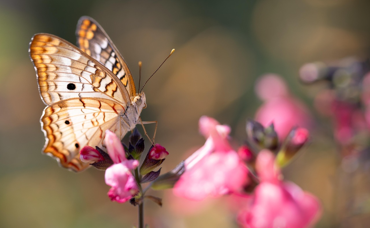 Insecte Papillon Entomologie - Photo gratuite sur Pixabay - Pixabay