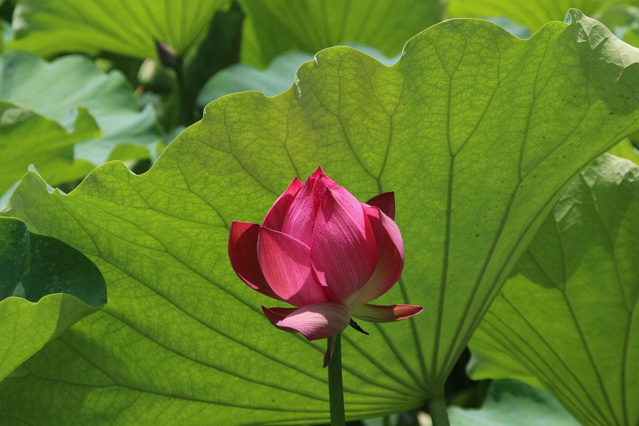 Bunga Teratai Alam - Foto gratis di Pixabay - Pixabay