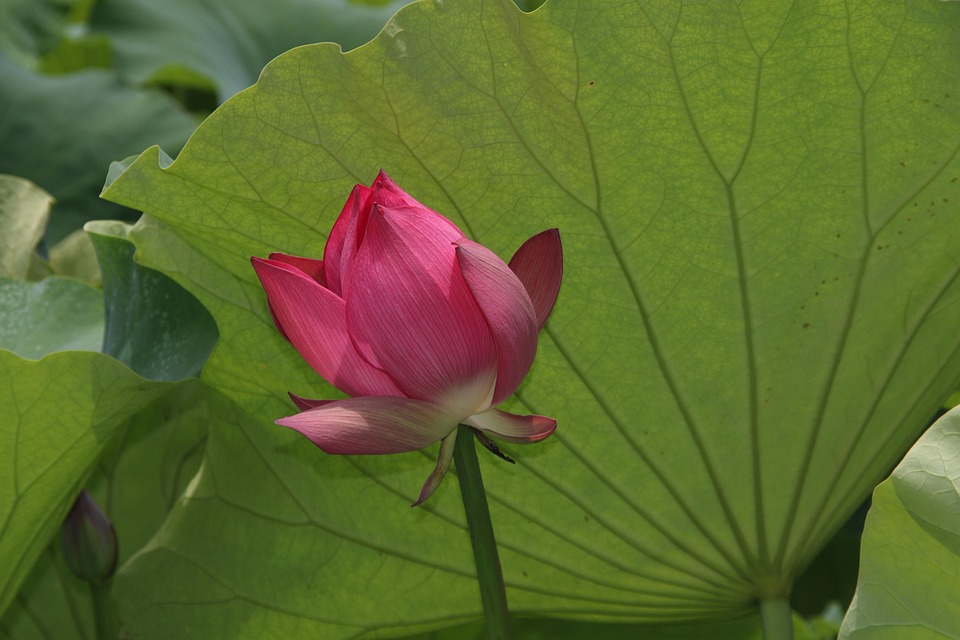 Lotus Feuille De Plante - Photo gratuite sur Pixabay - Pixabay