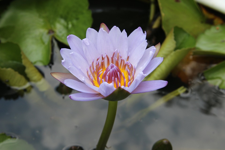 Natural Flower Beautiful - Free photo on Pixabay - Pixabay