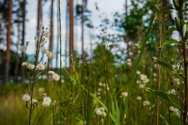 Latvia Baltic States Nature - Free photo on Pixabay - Pixabay