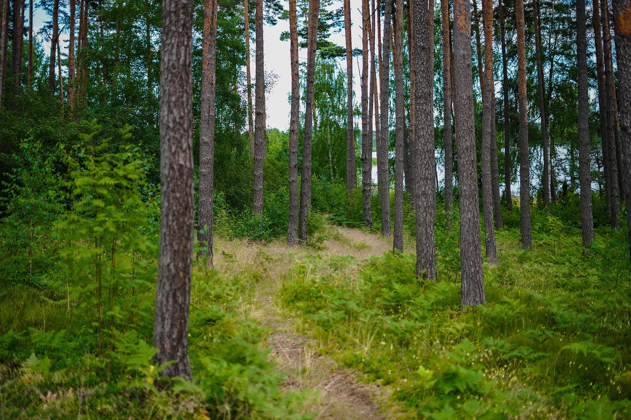 Latvia Baltic States Nature - Free photo on Pixabay - Pixabay