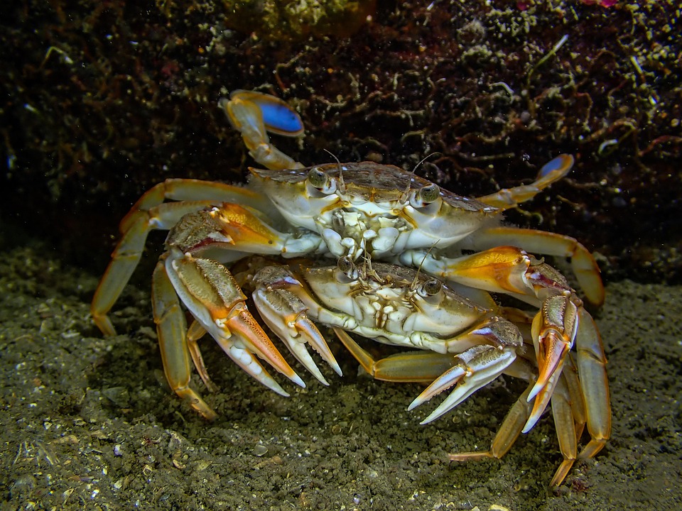 Crustacean Crab Ribbed Swimming - Free photo on Pixabay - Pixabay