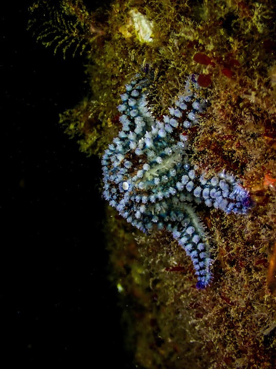 Echinoderm Starfish Thorn - Free photo on Pixabay - Pixabay