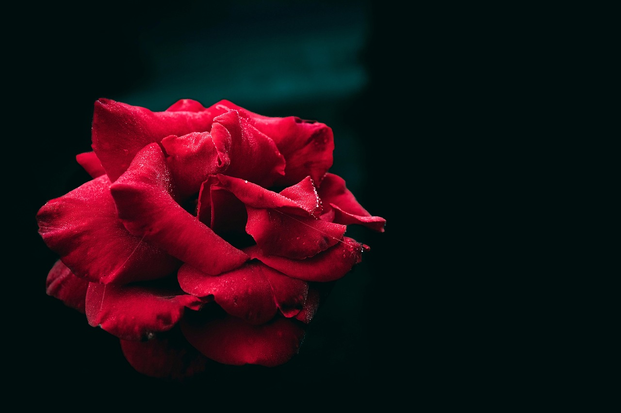 Bunga Mekar Gelap Latar Belakang - Foto gratis di Pixabay - Pixabay