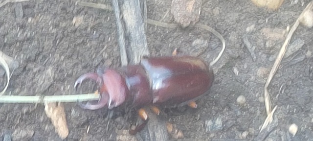 Beetle Bug - Free photo on Pixabay - Pixabay