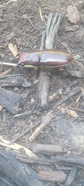 Beetle Bug Insect - Free photo on Pixabay - Pixabay