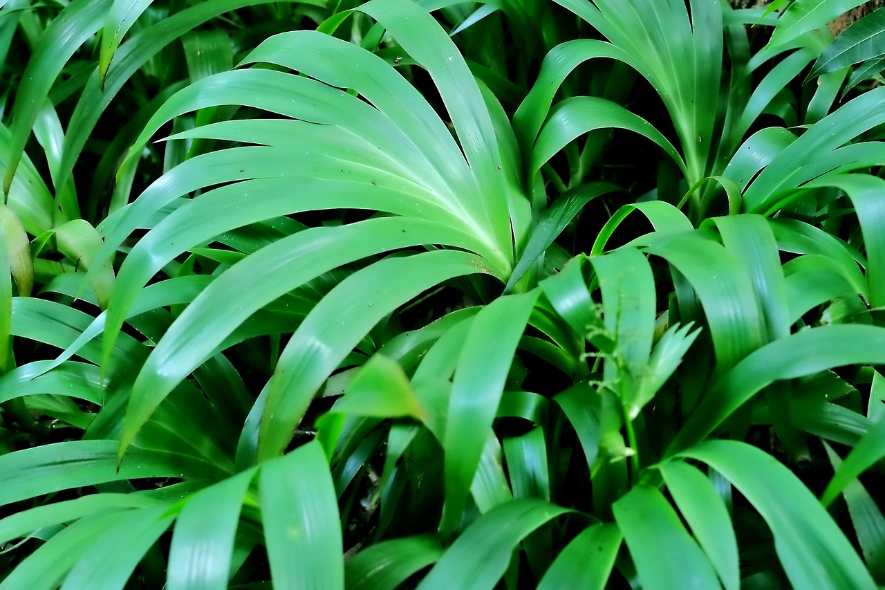 Folhas Planta Verde - Foto gratuita no Pixabay - Pixabay