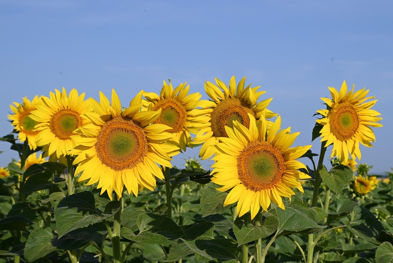 Sunflower Flowers Plants - Free photo on Pixabay - Pixabay