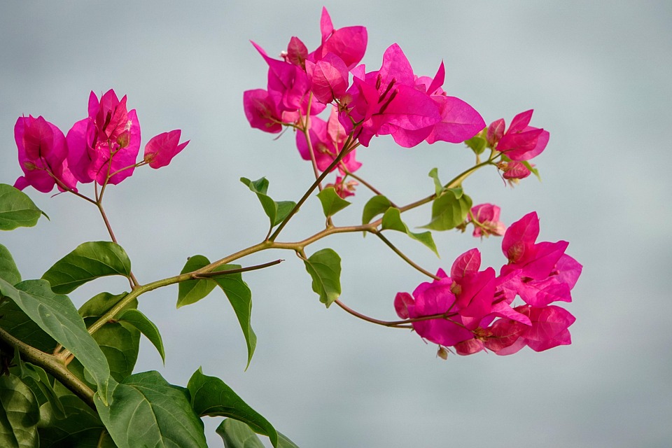 Bugenvil Bunga-Bunga Tanaman - Foto gratis di Pixabay - Pixabay