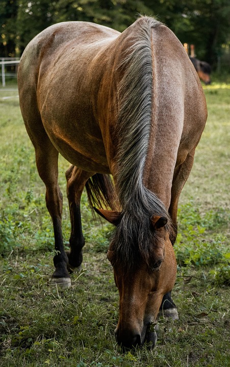 Animal Horse Mammal - Free photo on Pixabay - Pixabay