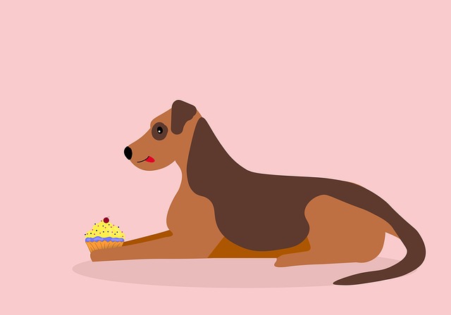 纸杯蛋糕 狗 贵宾犬 - Pixabay上的免费图片 - Pixabay