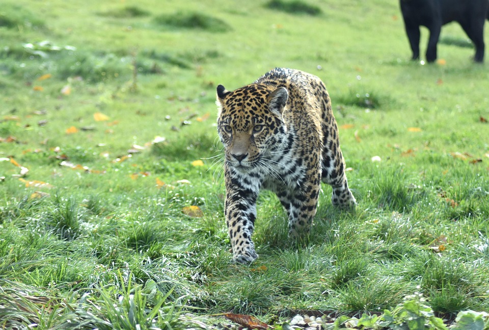 Animal Jaguar Mammal - Free photo on Pixabay - Pixabay