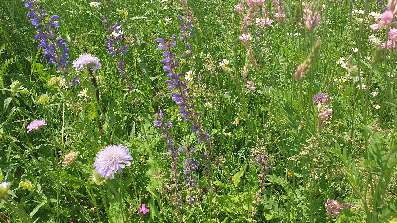 Flower Meadow Nature - Free photo on Pixabay - Pixabay