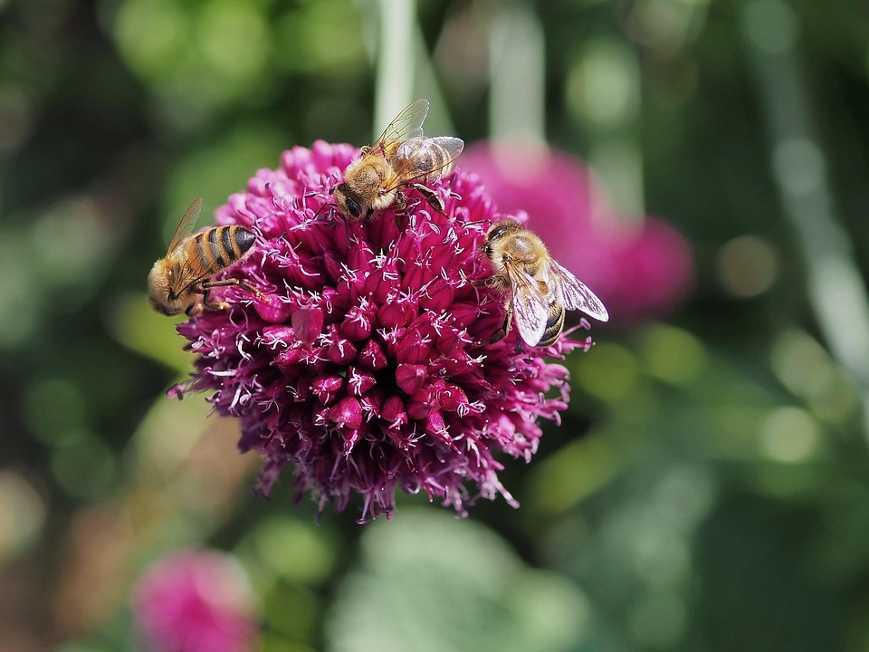 Ornamental Onion Allium Bees - Free photo on Pixabay