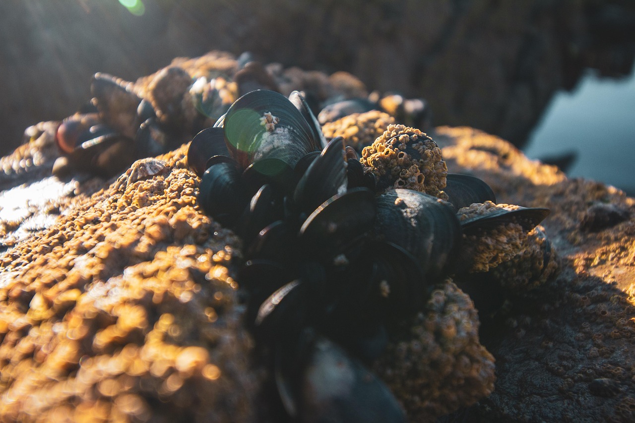 Mussels Clams Stone - Free photo on Pixabay
