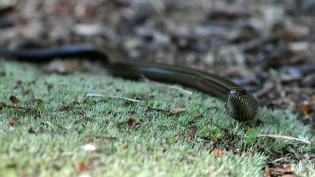 Amphibian Slow Worm Animal - Free photo on Pixabay - Pixabay