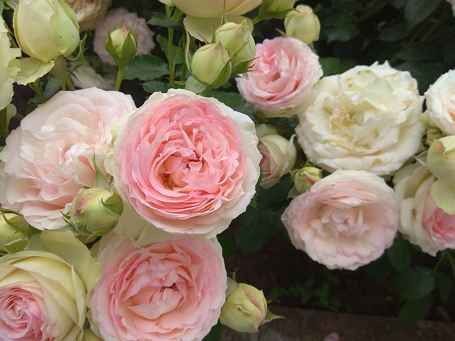 Eden Roses Flowers Pink - Free photo on Pixabay - Pixabay
