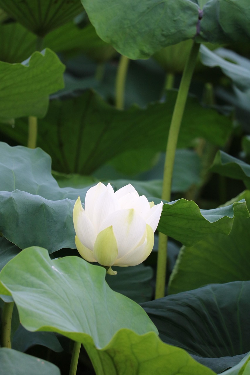 Lotus Fleur De Blanc - Photo gratuite sur Pixabay - Pixabay