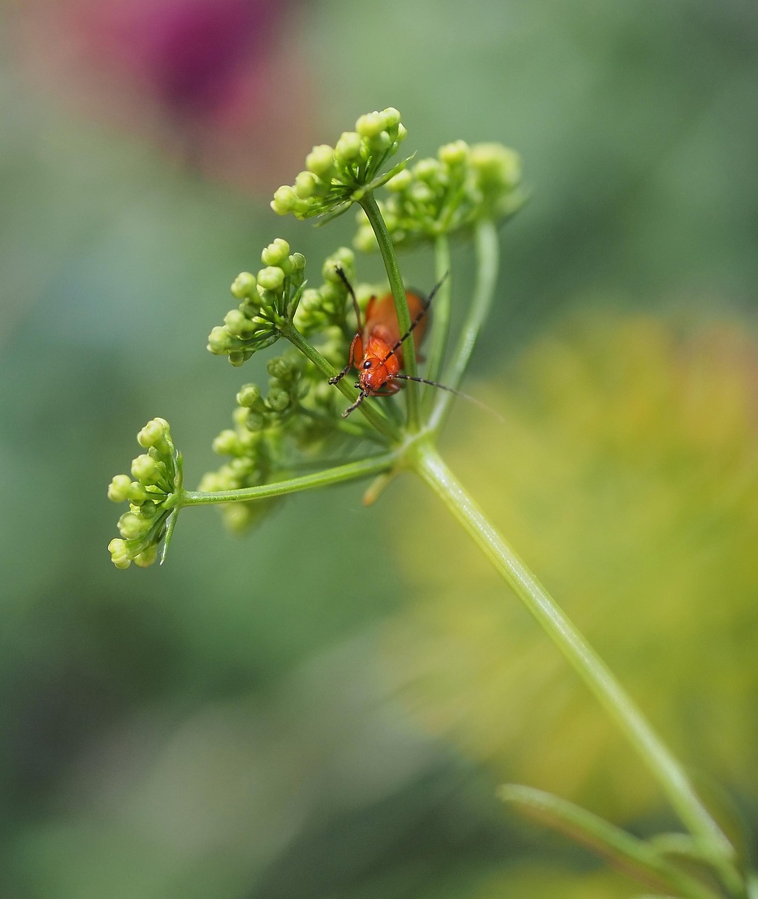 Beetle Insect Herbs - Free photo on Pixabay - Pixabay