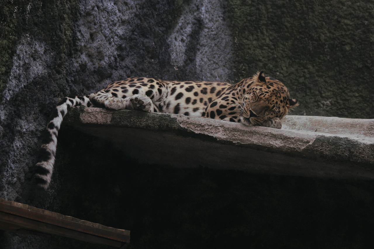 Cheetah Animal Zoo - Free photo on Pixabay - Pixabay