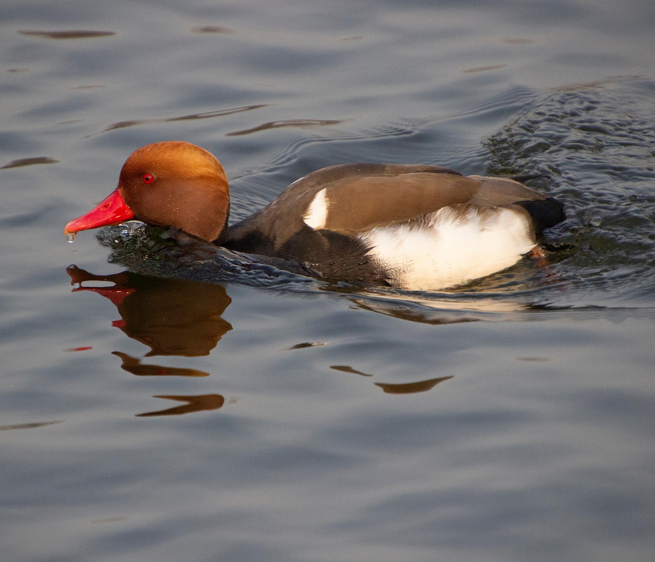 20+ Free Zarro Comum & Common Pochard Images - Pixabay