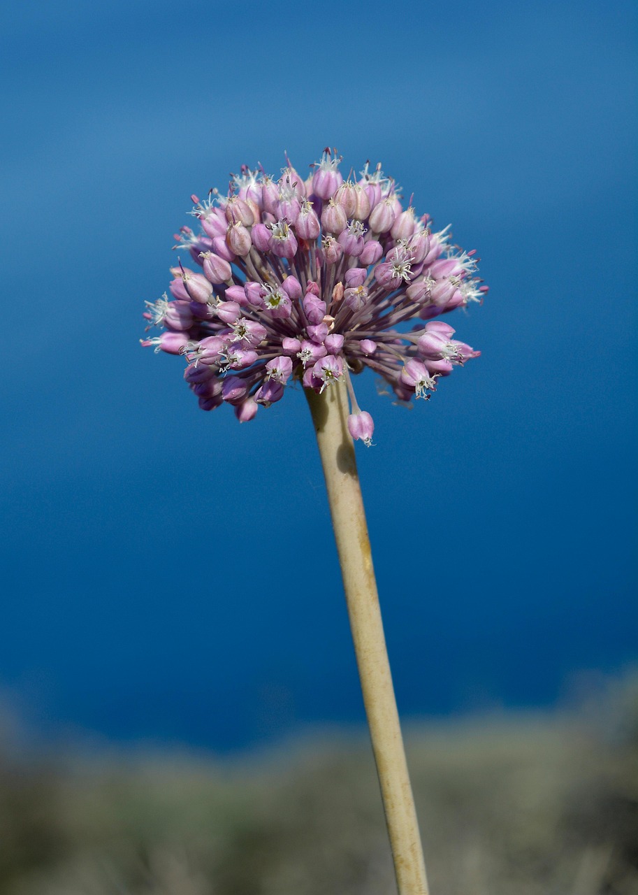 Fleur D'Ail Rose Allium - Photo gratuite sur Pixabay - Pixabay