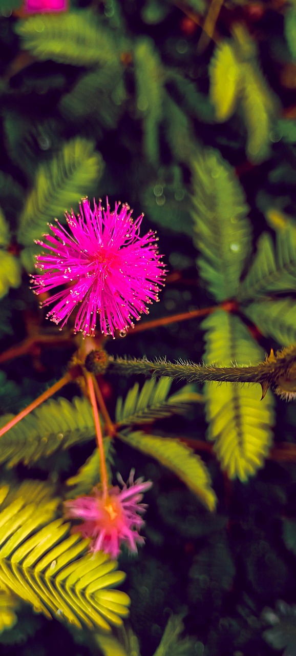 Shameplant Flowers - Free photo on Pixabay - Pixabay