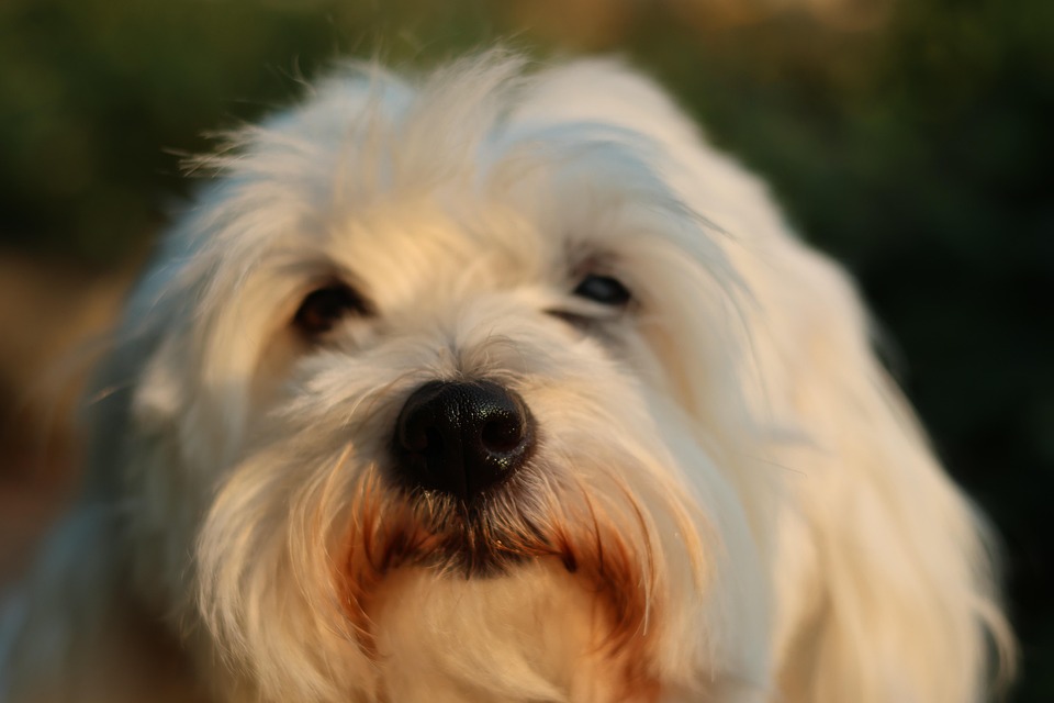 Dog Coton De Tulear Puppy White - Free photo on Pixabay - Pixabay