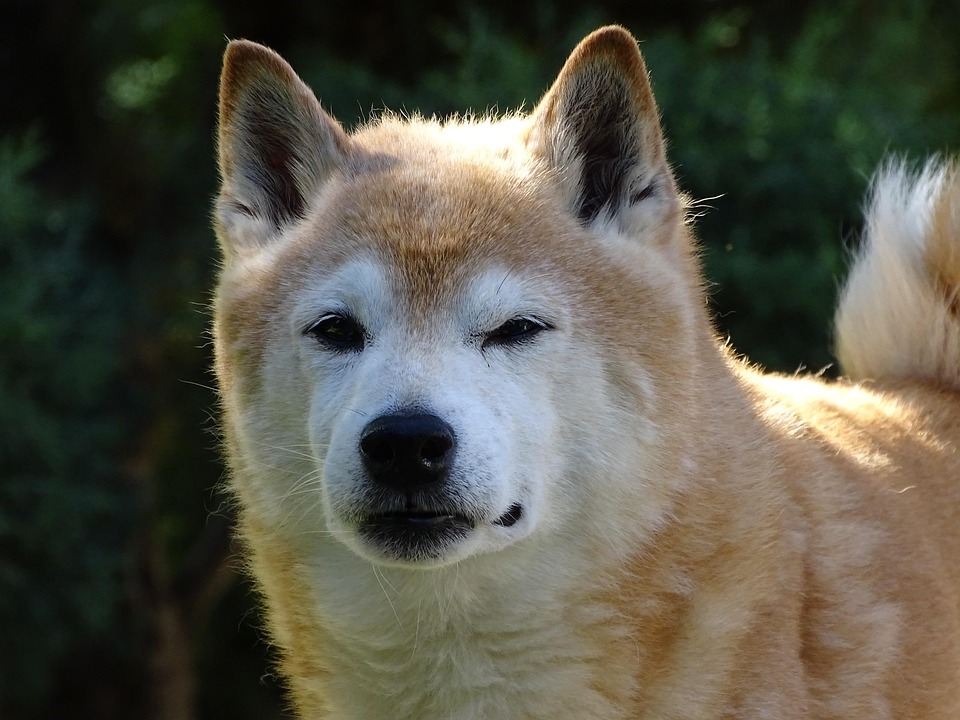 Shiba Inu Perro Mascota - Foto gratis en Pixabay - Pixabay