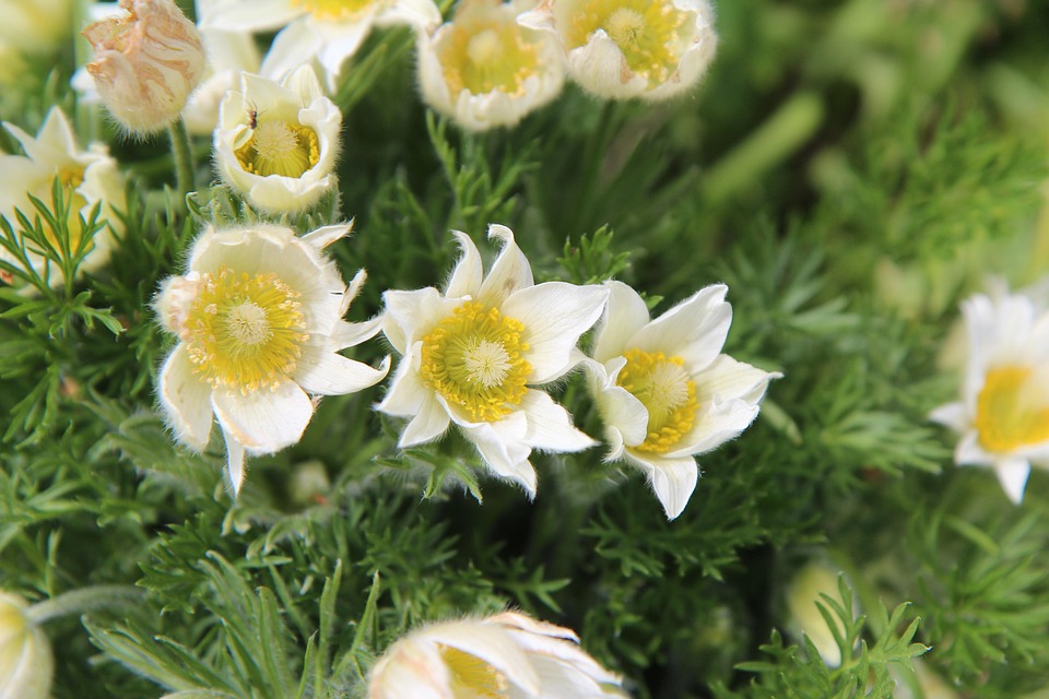 Alpine Anemone Flowers Plants - Free photo on Pixabay - Pixabay