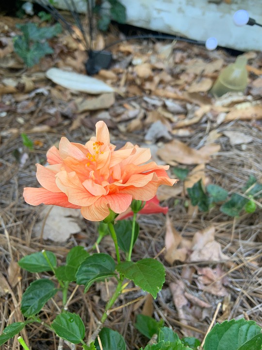 Hibiscus Kukka - Ilmainen valokuva Pixabayssa - Pixabay