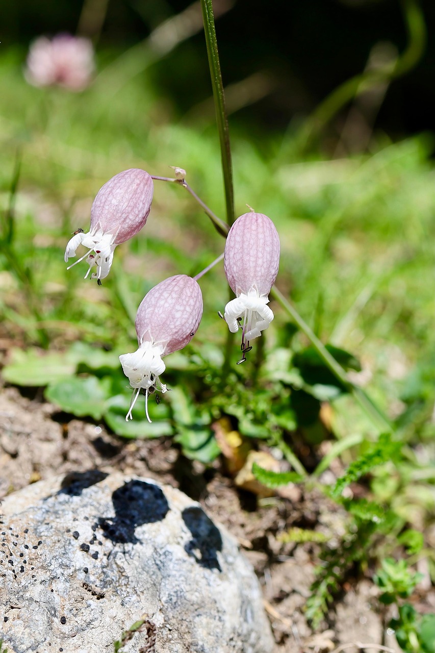 Mosca De Pombo Flores Pedra - Foto gratuita no Pixabay - Pixabay