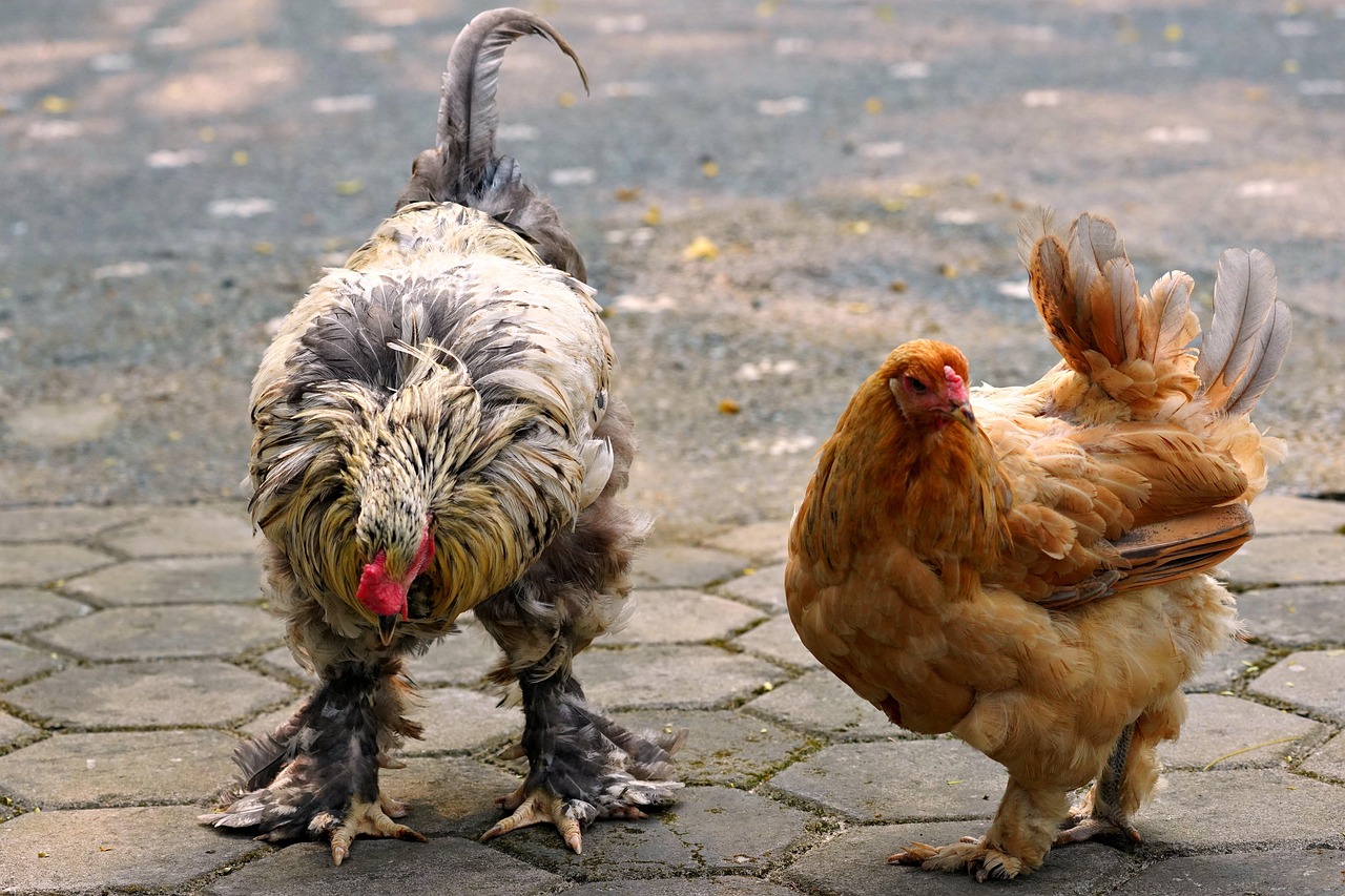 3,000+ Free Hen & Chicken Images - Pixabay