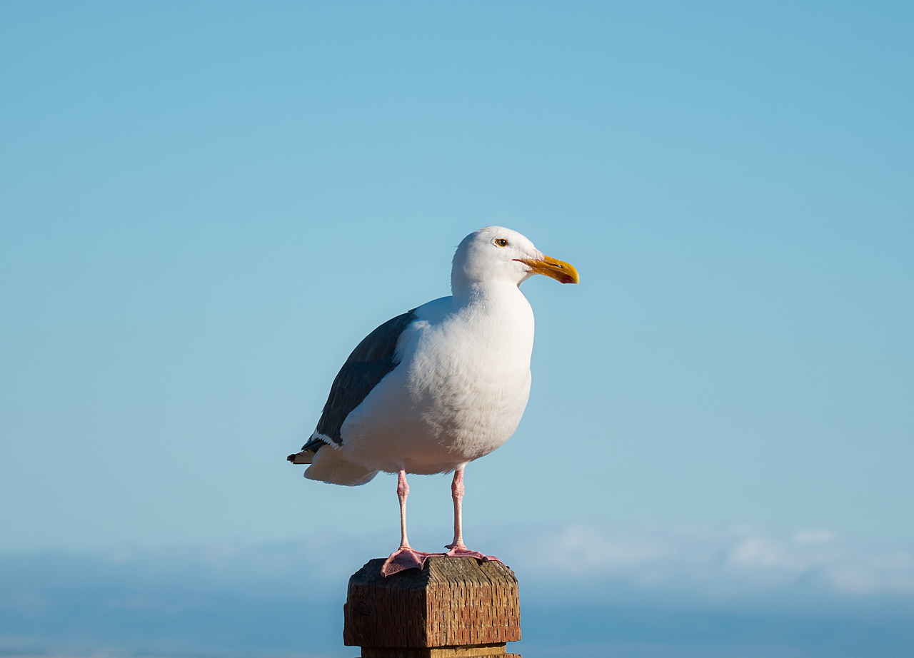 Seagull Gull Bird - Free photo on Pixabay - Pixabay